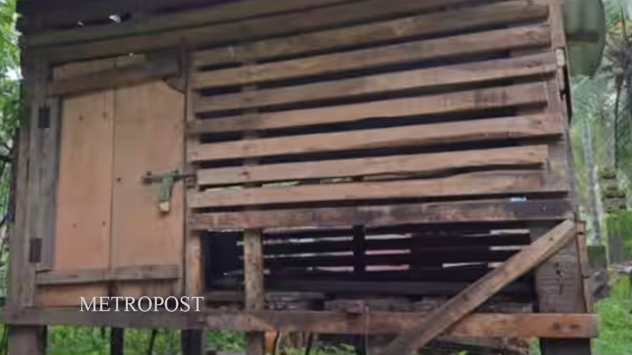 കൂടുപൊളിച്ച് ആടുകളെ കൊന്നൊടുക്കി തെരുവുനായക്കൂട്ടം - Metro Post